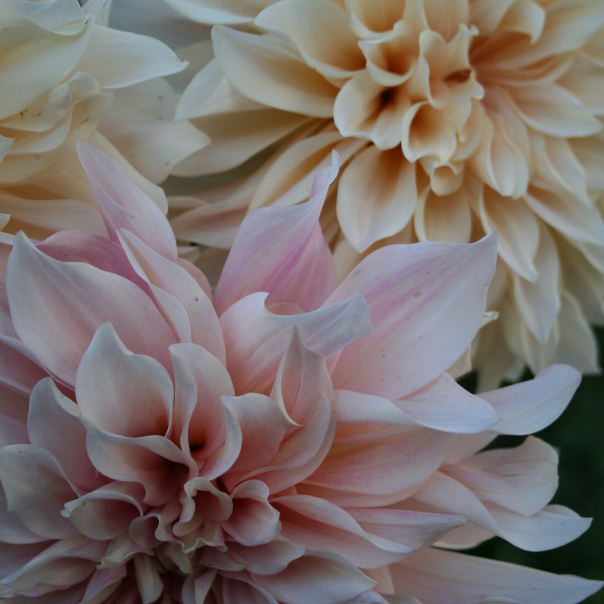 Farmhouse Flowers - From This Day